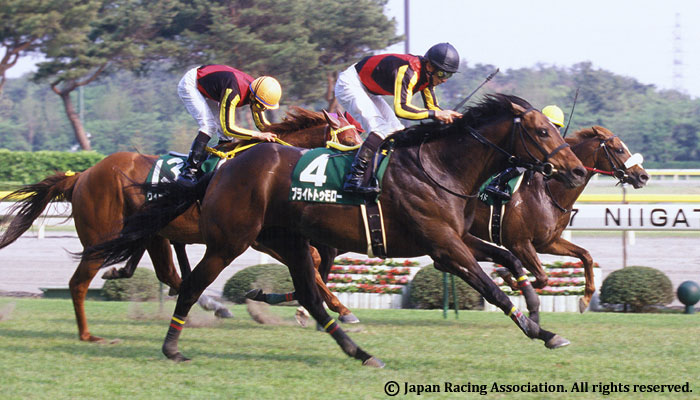 NIIGATA DAISHOTEN - JRA International Races 2008 - Horse Racing in Japan