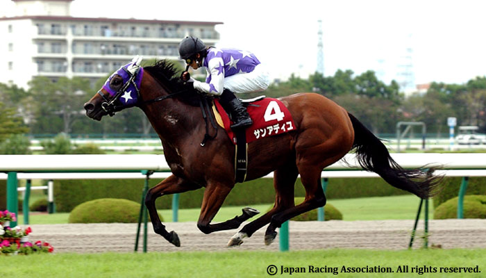 CENTAUR STAKES (G2) - JRA International Races 2008 - Horse Racing in Japan