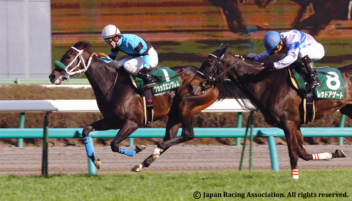 FLOWER CUP (G3) - JRA International Races 2009 - Horse Racing in Japan