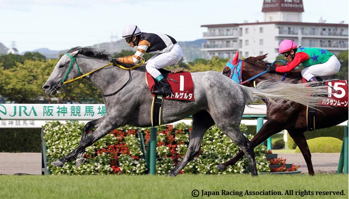 CENTAUR STAKES (G2) - JRA Graded Races 2015 - Horse Racing in Japan
