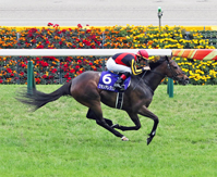Horse Racing in Japan