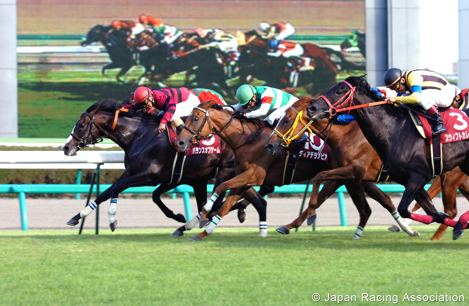Photo Gallery｜News & Media｜Horse Racing in Japan