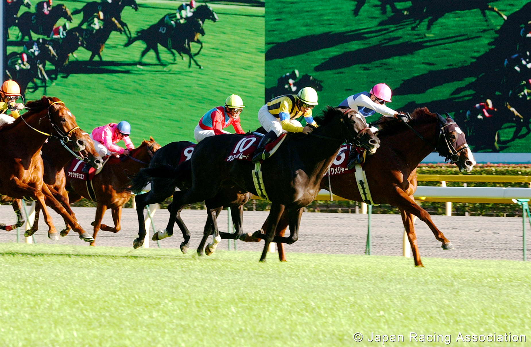 Photo Gallery｜News & Media｜Horse Racing in Japan