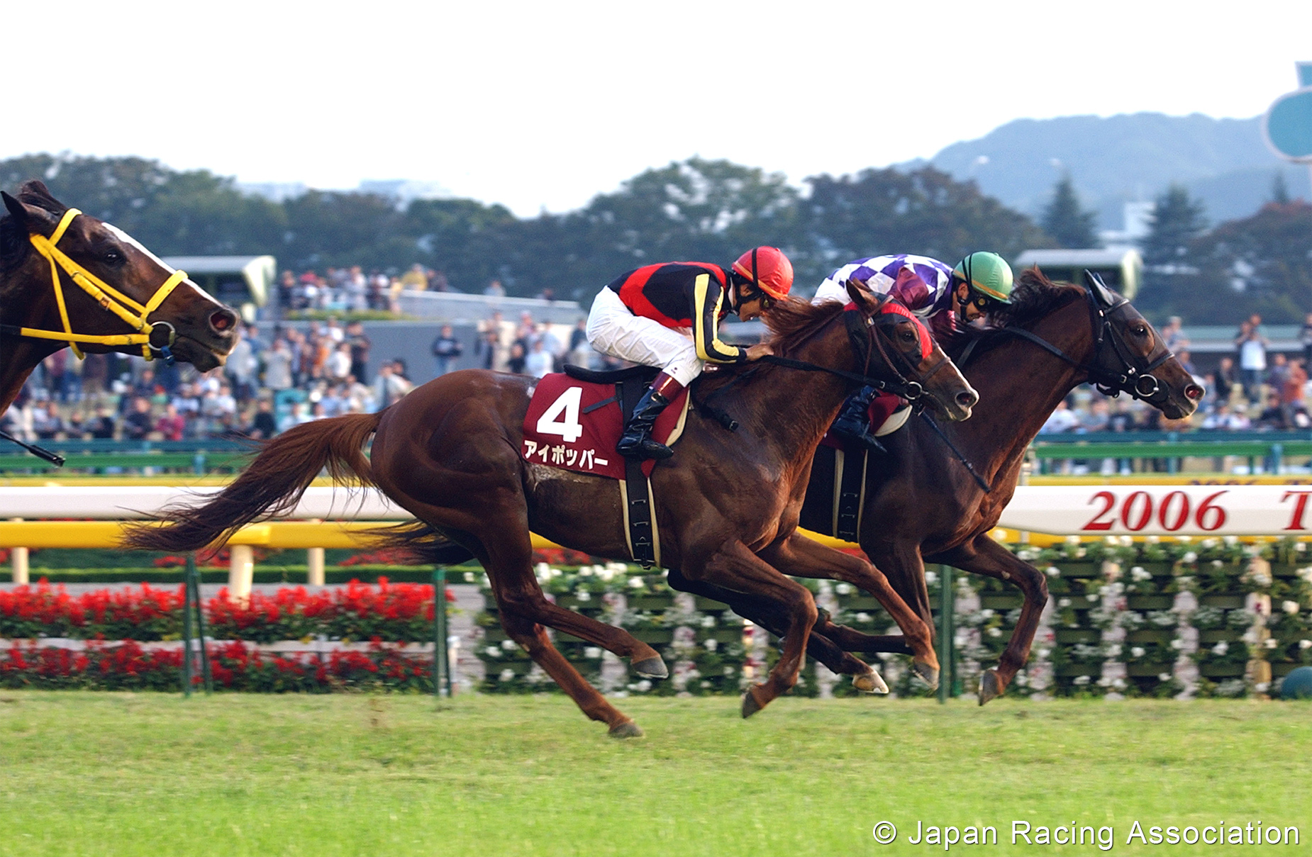 Photo Gallery｜News & Media｜Horse Racing in Japan