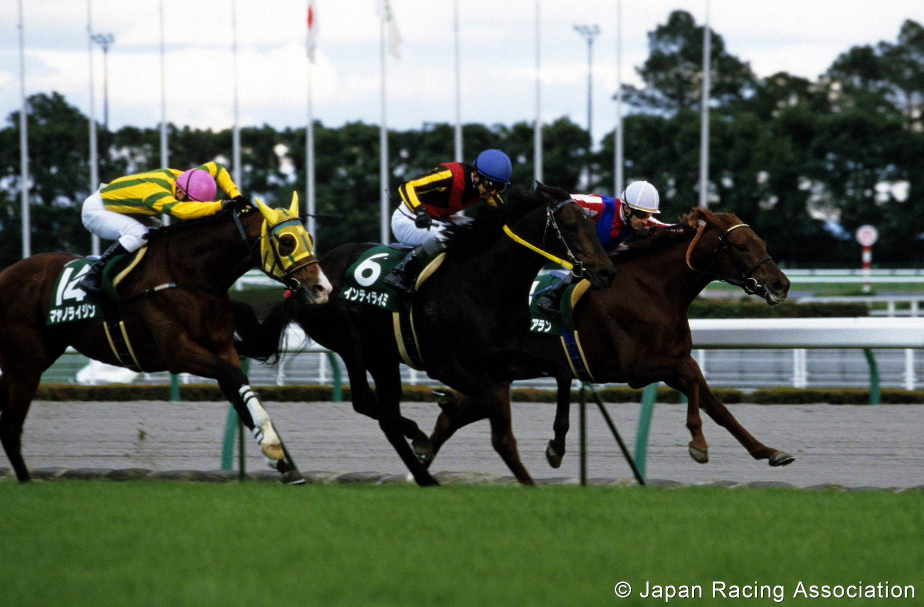 Photo Gallery｜News & Media｜Horse Racing in Japan