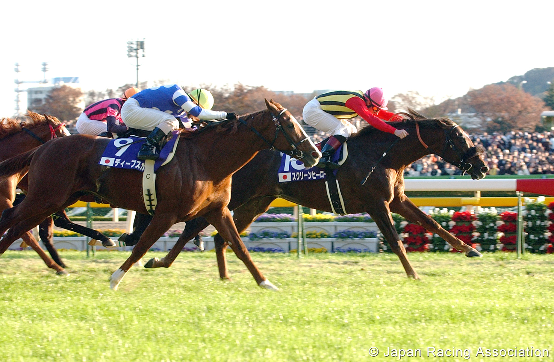 Photo Gallery｜News & Media｜Horse Racing in Japan