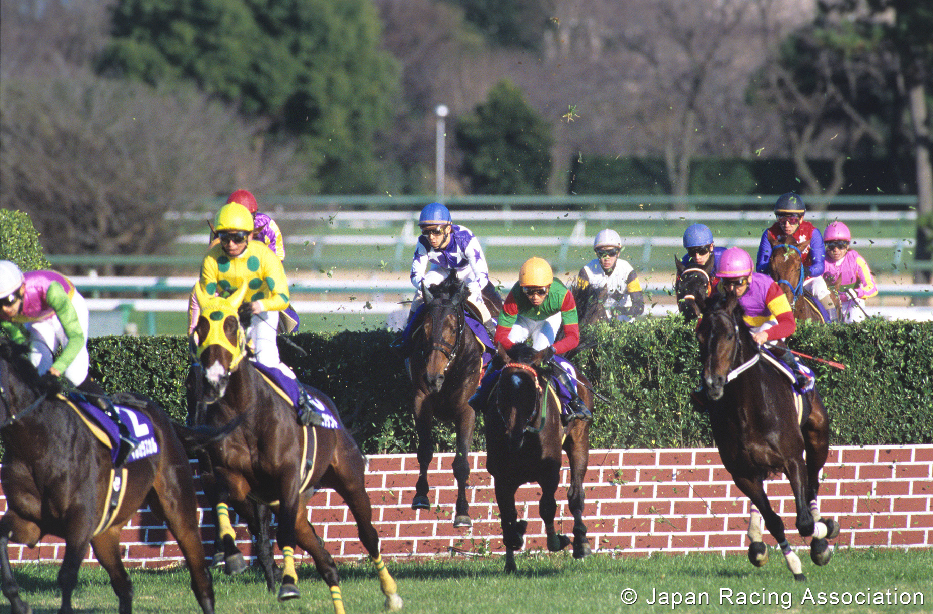 Photo Gallery｜News & Media｜Horse Racing in Japan