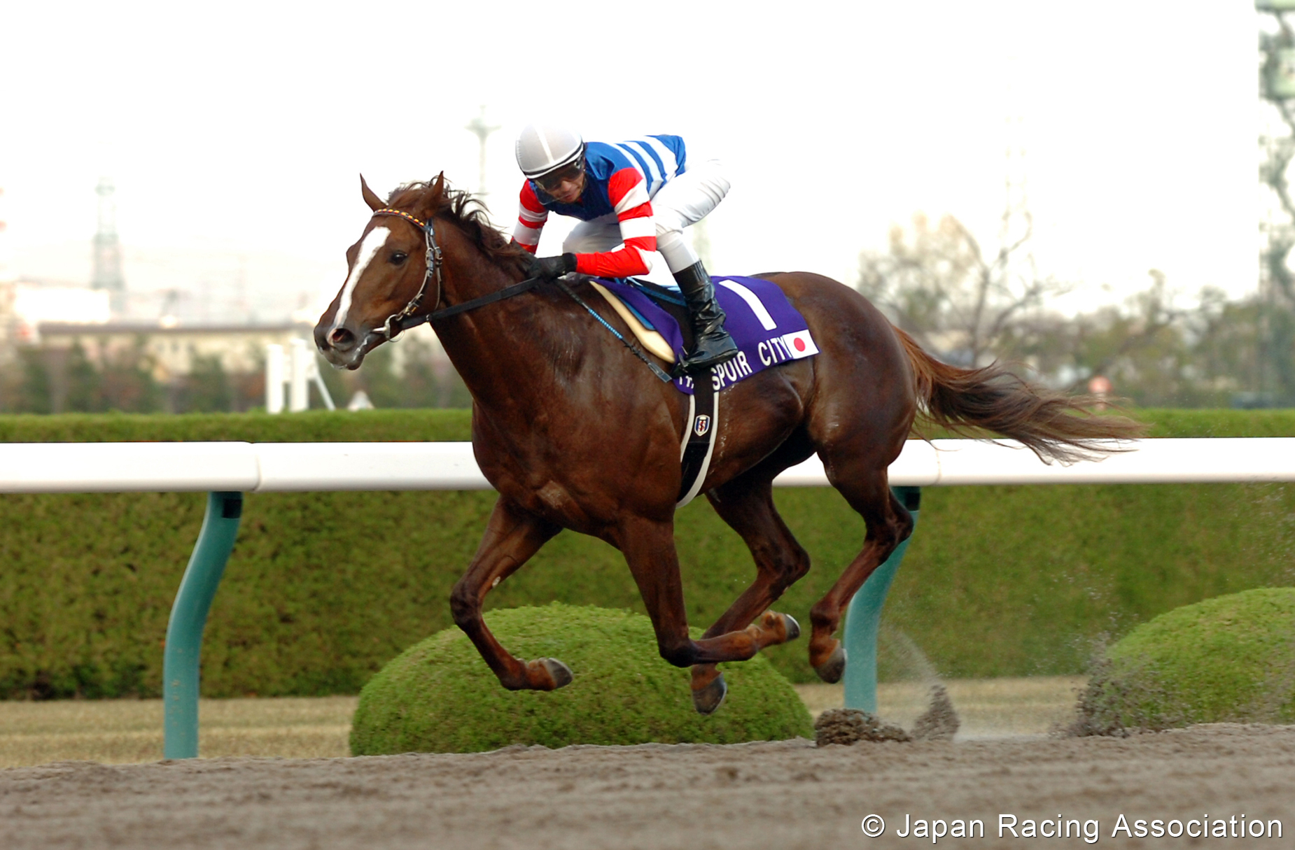 Photo Gallery｜News & Media｜Horse Racing in Japan